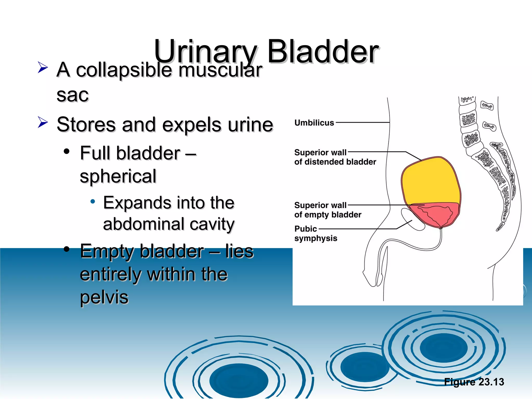 General anatomy of urinary system ppt | PPT