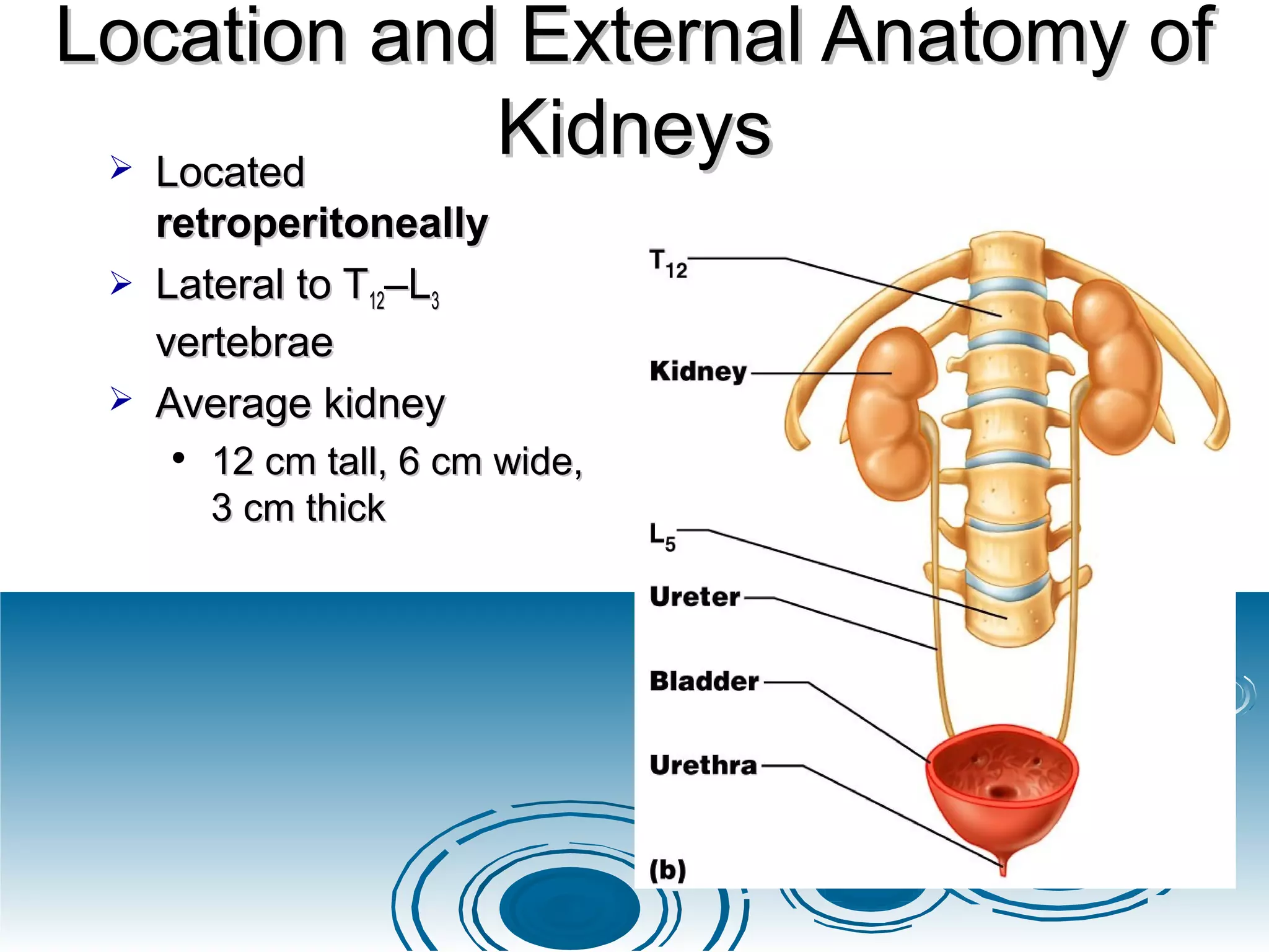 General anatomy of urinary system ppt | PPT