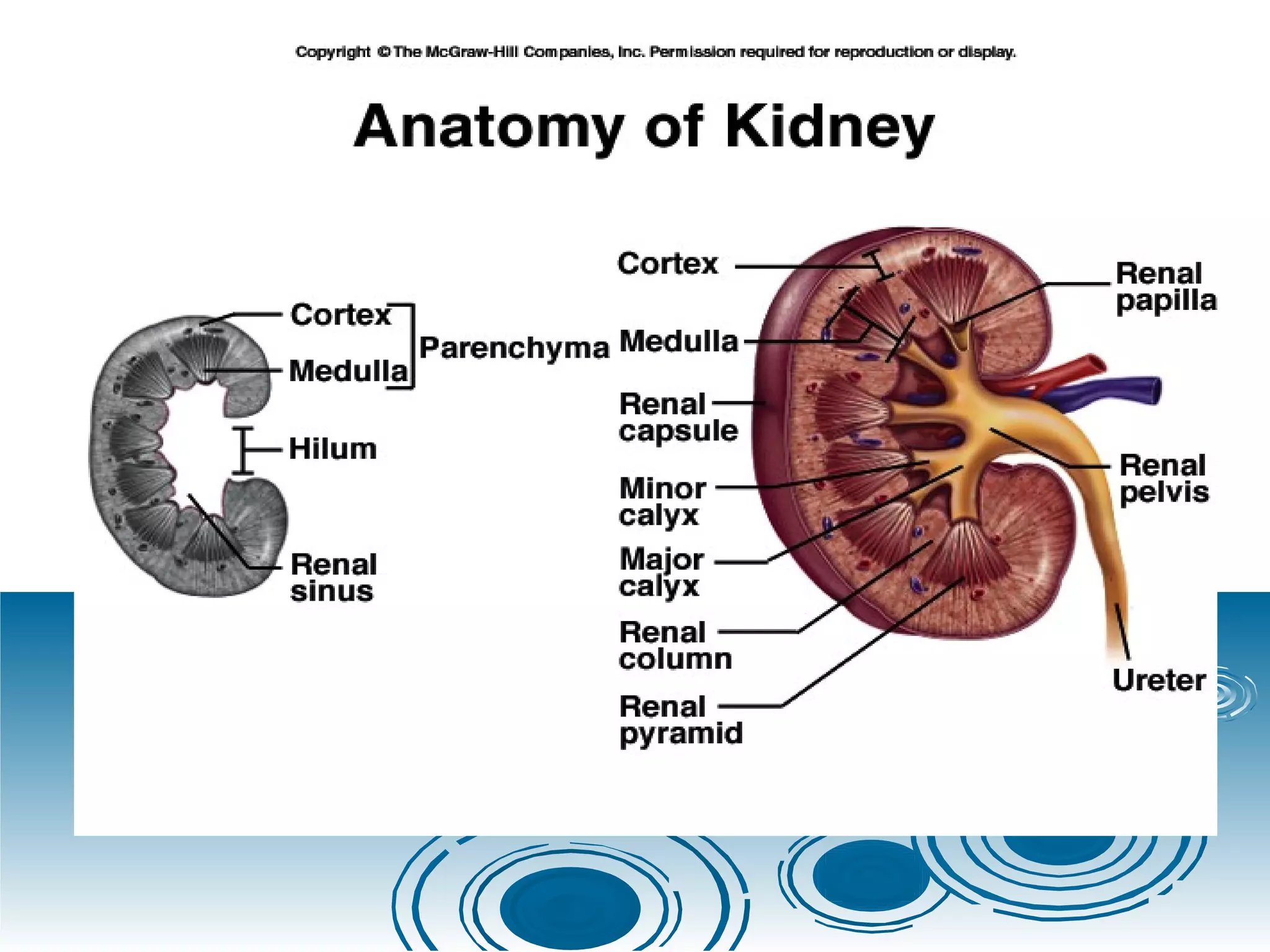 General anatomy of urinary system ppt | PPT