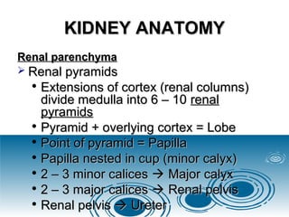 General anatomy of urinary system ppt | PPT