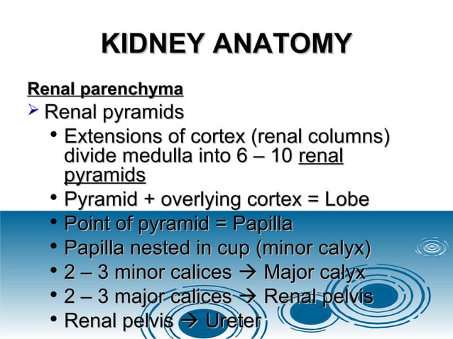 General anatomy of urinary system ppt | PPT | Biological Sciences | Science