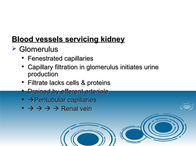 General anatomy of urinary system ppt | PPT | Biological Sciences | Science