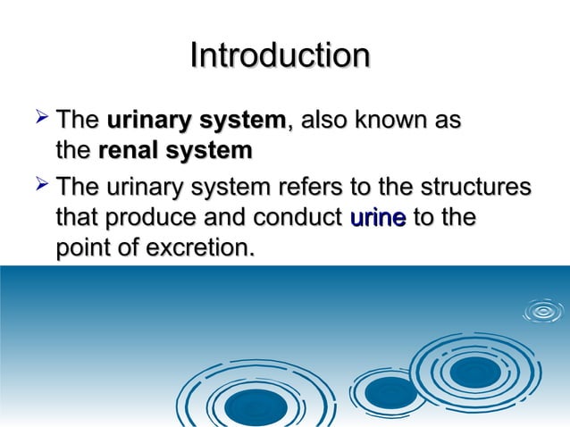 General anatomy of urinary system ppt | PPT | Biological Sciences | Science