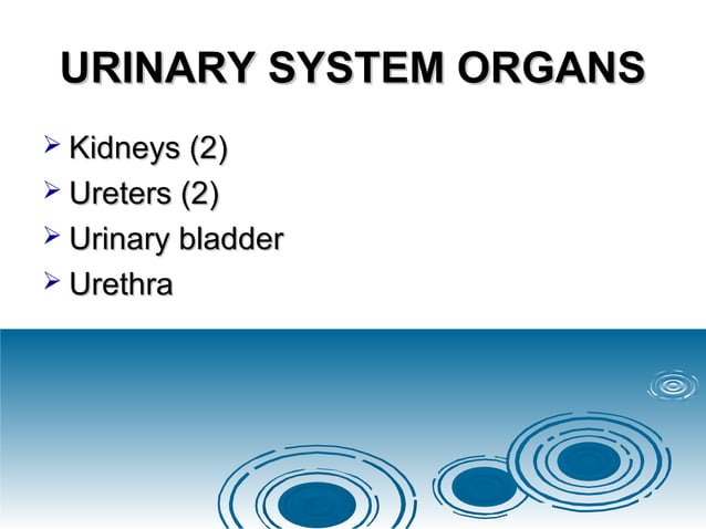 General anatomy of urinary system ppt | PPT | Biological Sciences | Science
