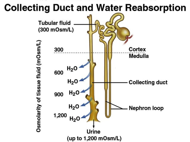 General anatomy of urinary system ppt | PPT | Biological Sciences | Science