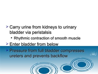 General anatomy of urinary system ppt | PPT