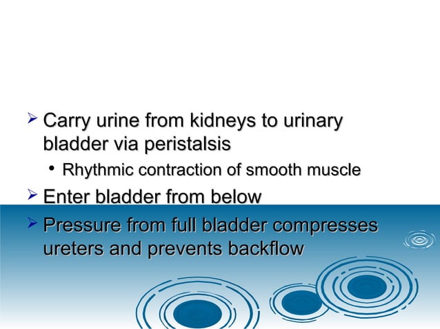 General anatomy of urinary system ppt | PPT | Biological Sciences | Science