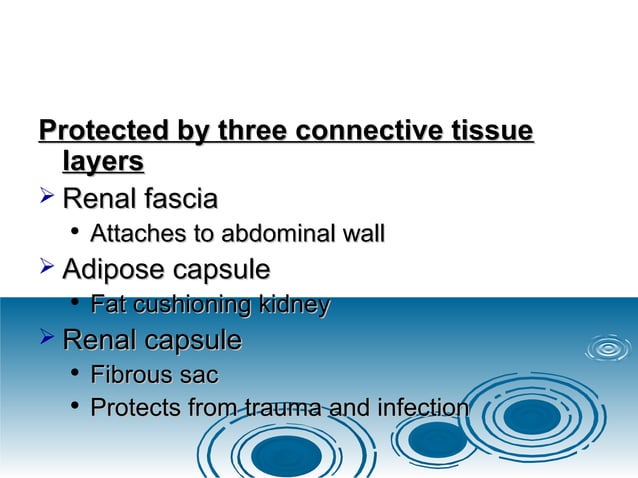General anatomy of urinary system ppt | PPT | Biological Sciences | Science