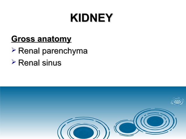 General anatomy of urinary system ppt | PPT | Biological Sciences | Science