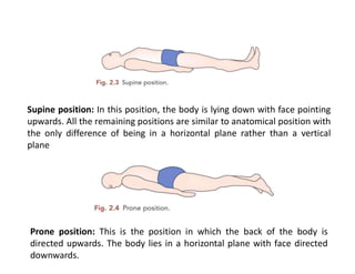 Introduction to basic anatomy of human body | PDF