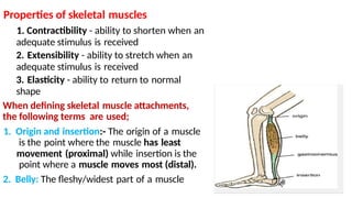 General Anatomy Skeletal Muscles. .pptx