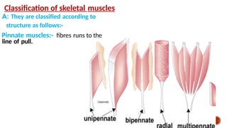 General Anatomy Skeletal Muscles. .pptx