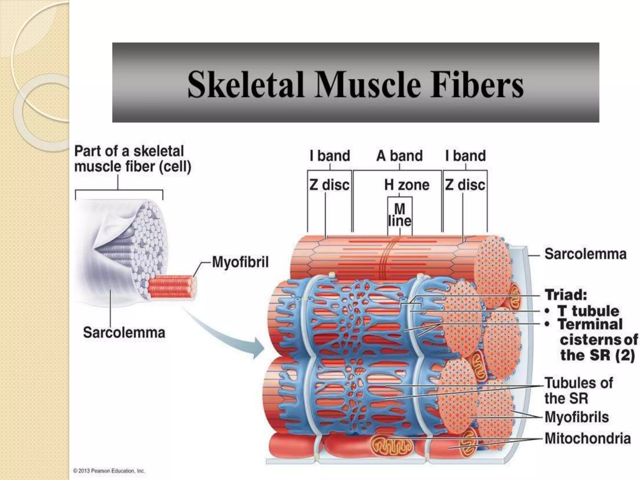 General and molecular mechanism of Muscle contraction | PPTX
