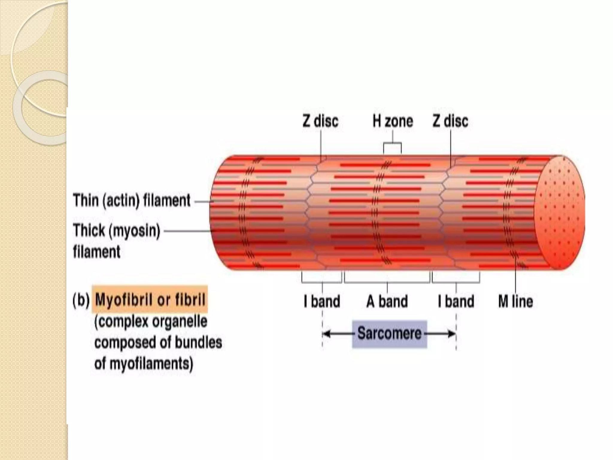 General and molecular mechanism of Muscle contraction | PPTX