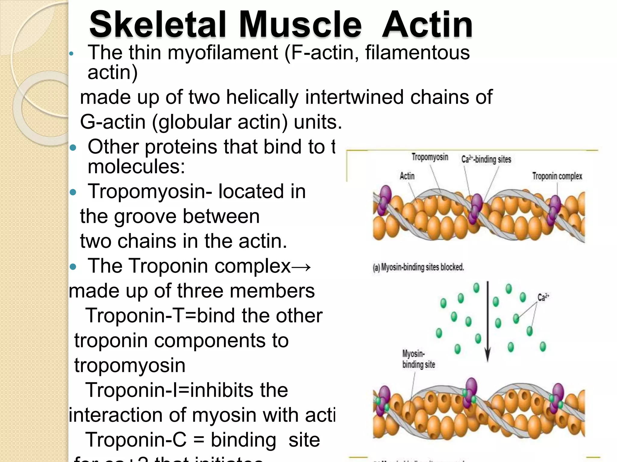 General and molecular mechanism of Muscle contraction | PPTX