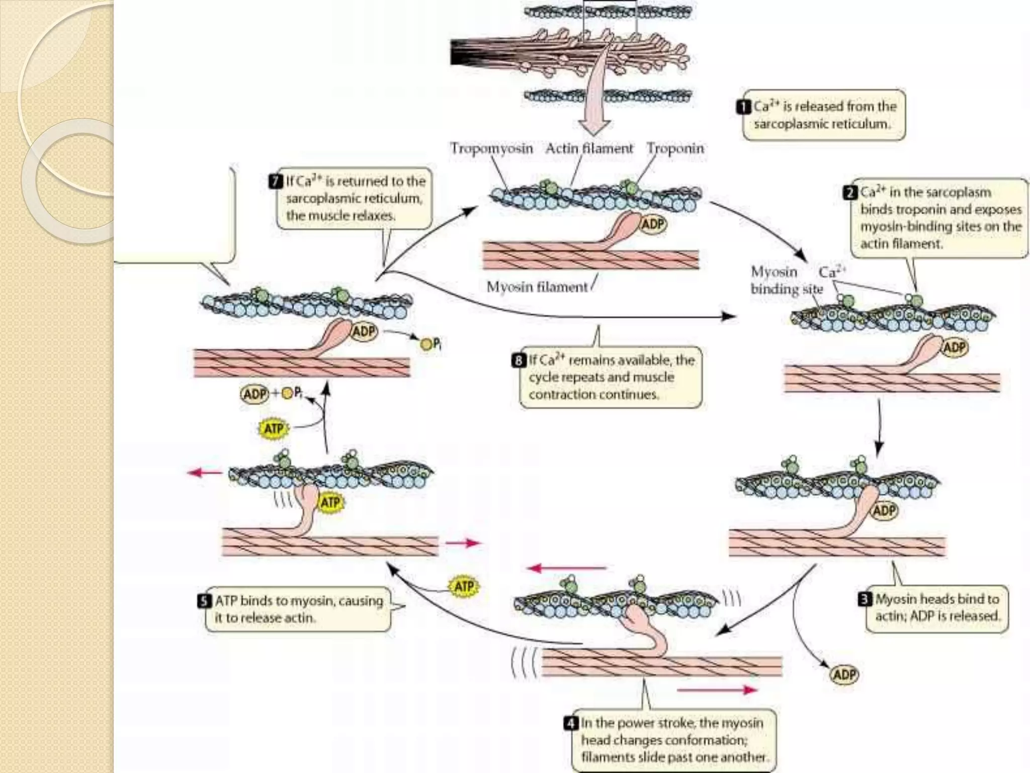 General and molecular mechanism of Muscle contraction | PPTX