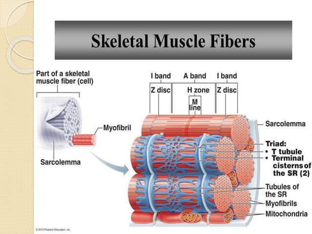 General and molecular mechanism of Muscle contraction | PPTX ...