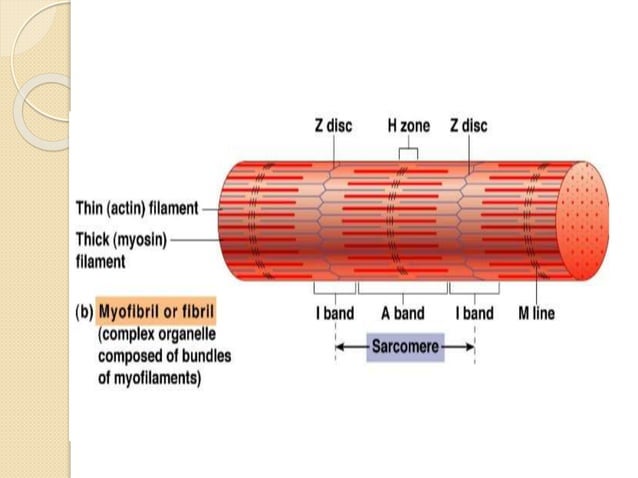 General and molecular mechanism of Muscle contraction | PPTX ...