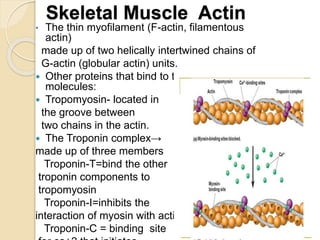 General and molecular mechanism of Muscle contraction | PPTX