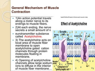 General and molecular mechanism of Muscle contraction | PPTX