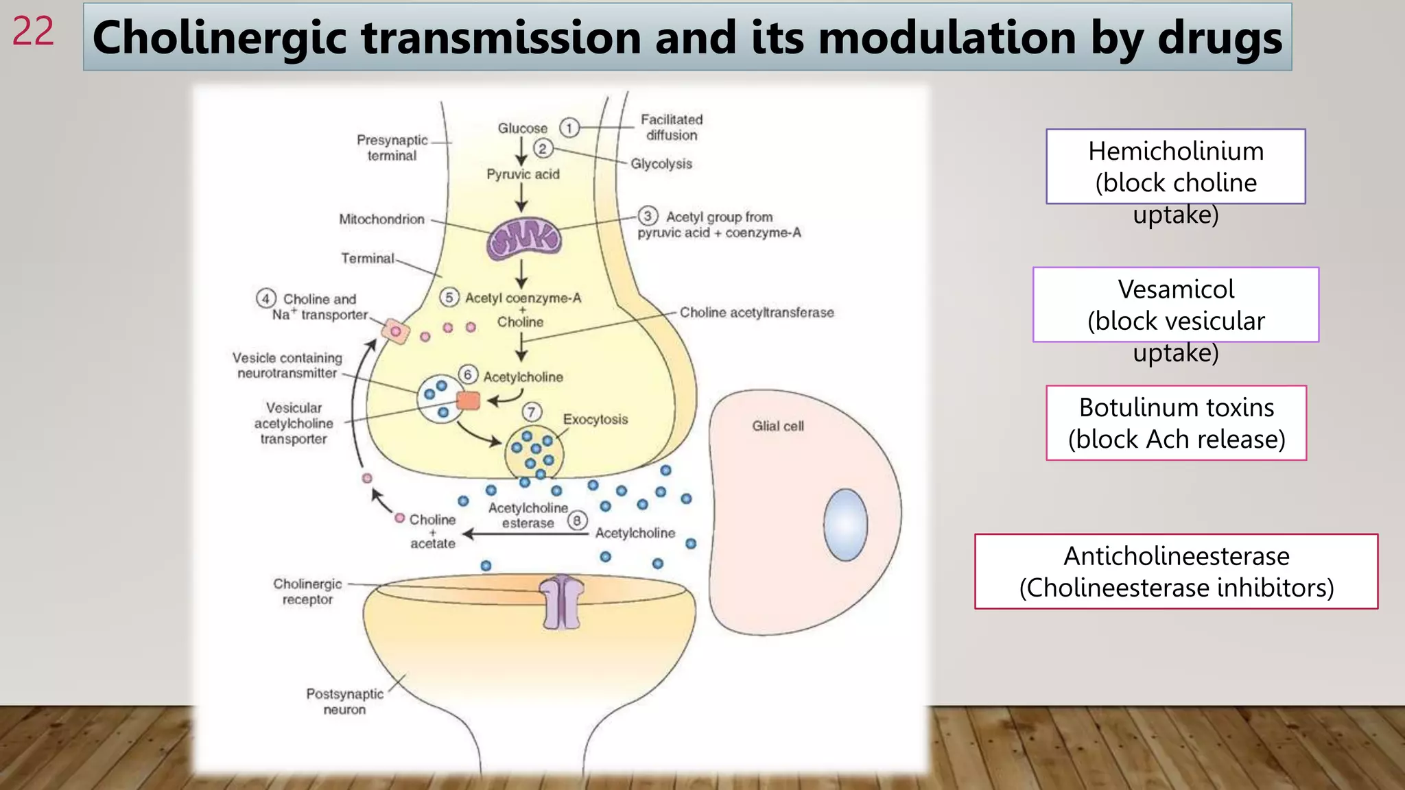 Neurotransmitters/General aspect and steps involved in ...