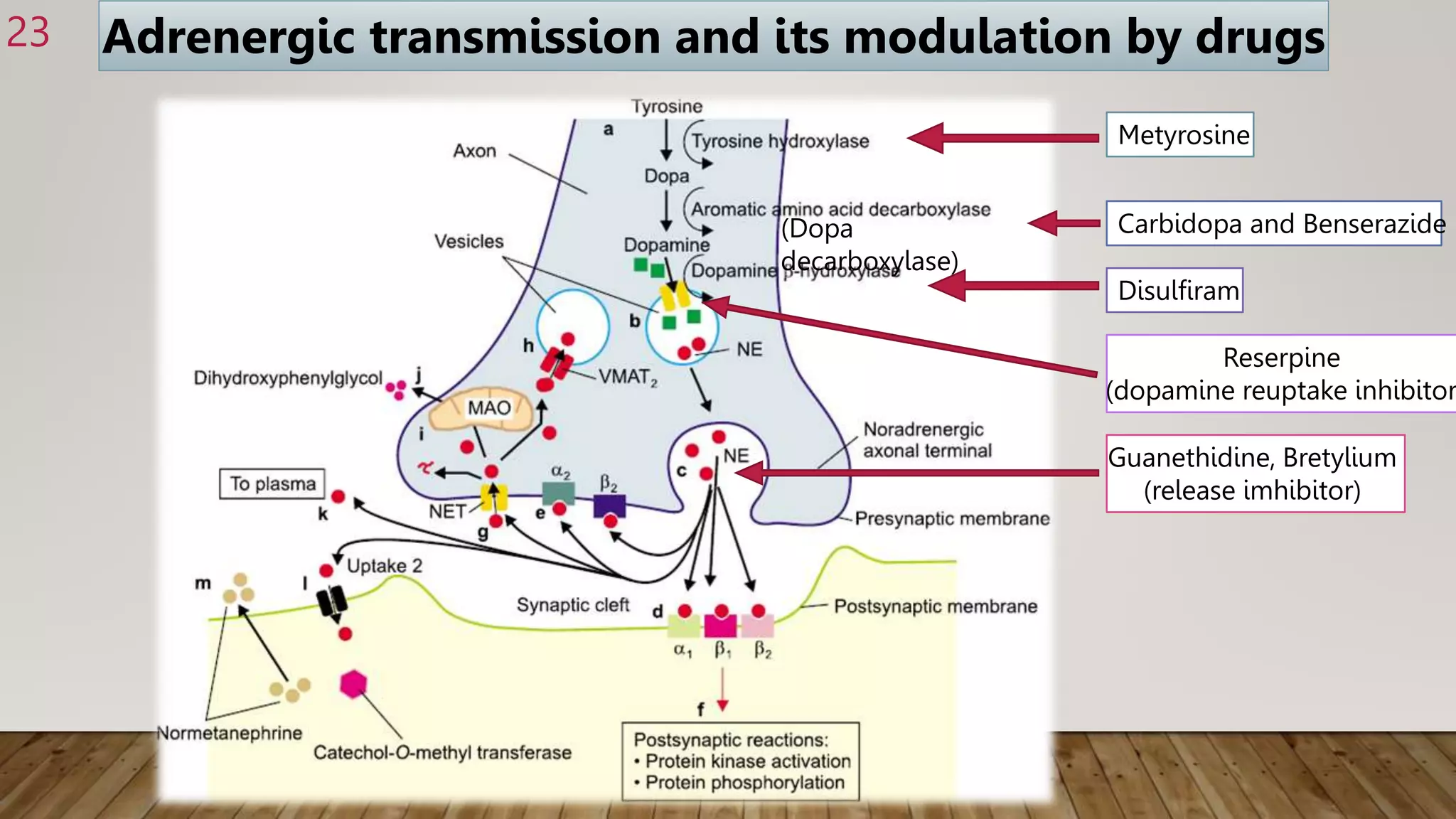 Neurotransmitters/General aspect and steps involved in ...