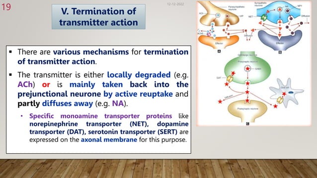 Neurotransmitters/General aspect and steps involved in ...