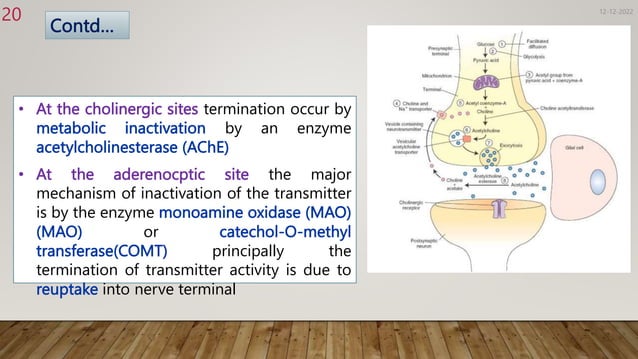 Neurotransmitters/General aspect and steps involved in ...