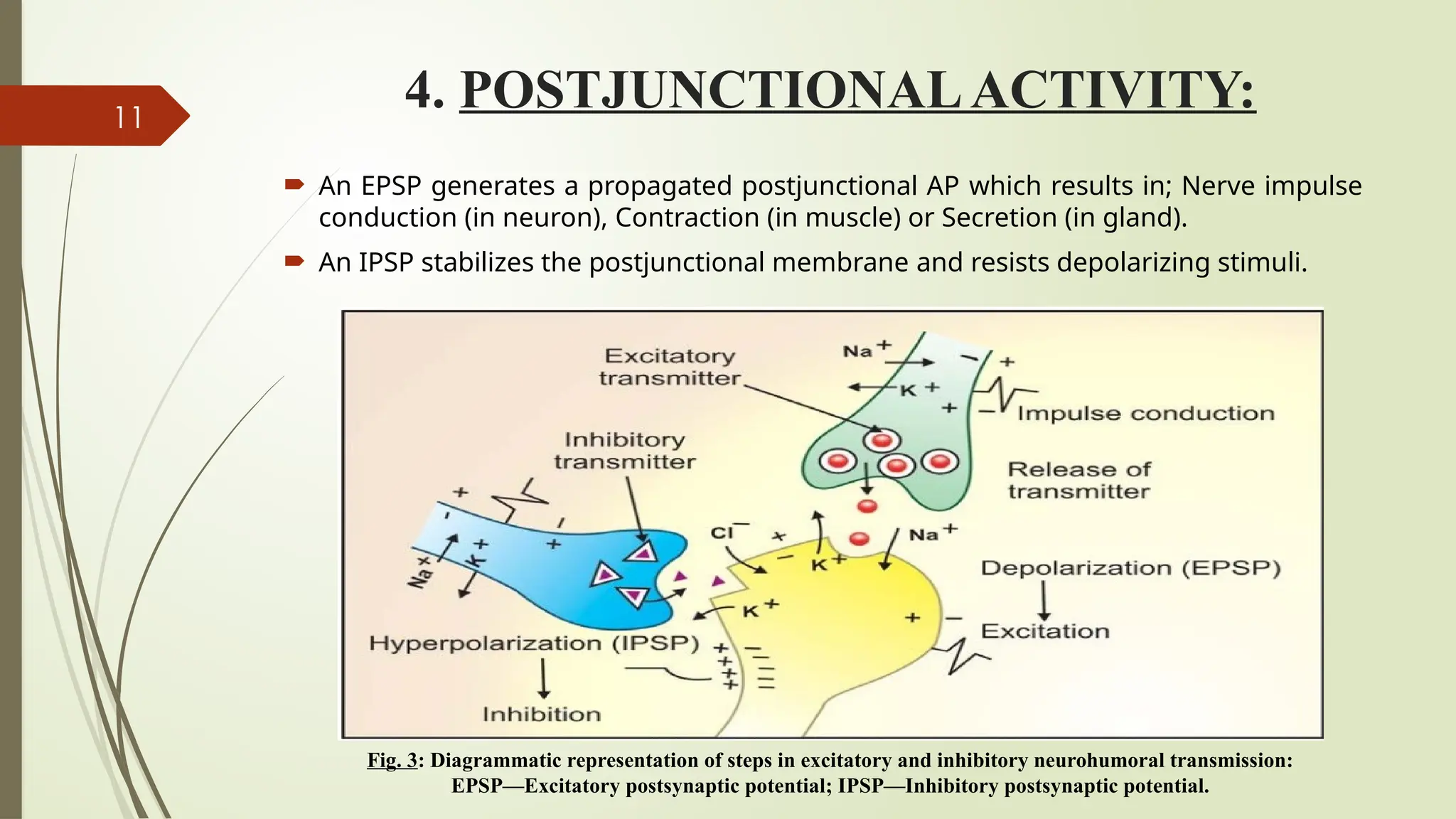 GENERAL ASPECTS AND STEPS INVOLVED IN NEUROTRANSMISSION.pptx