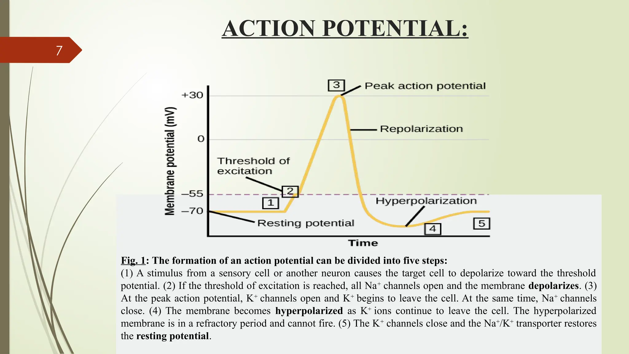 GENERAL ASPECTS AND STEPS INVOLVED IN NEUROTRANSMISSION.pptx