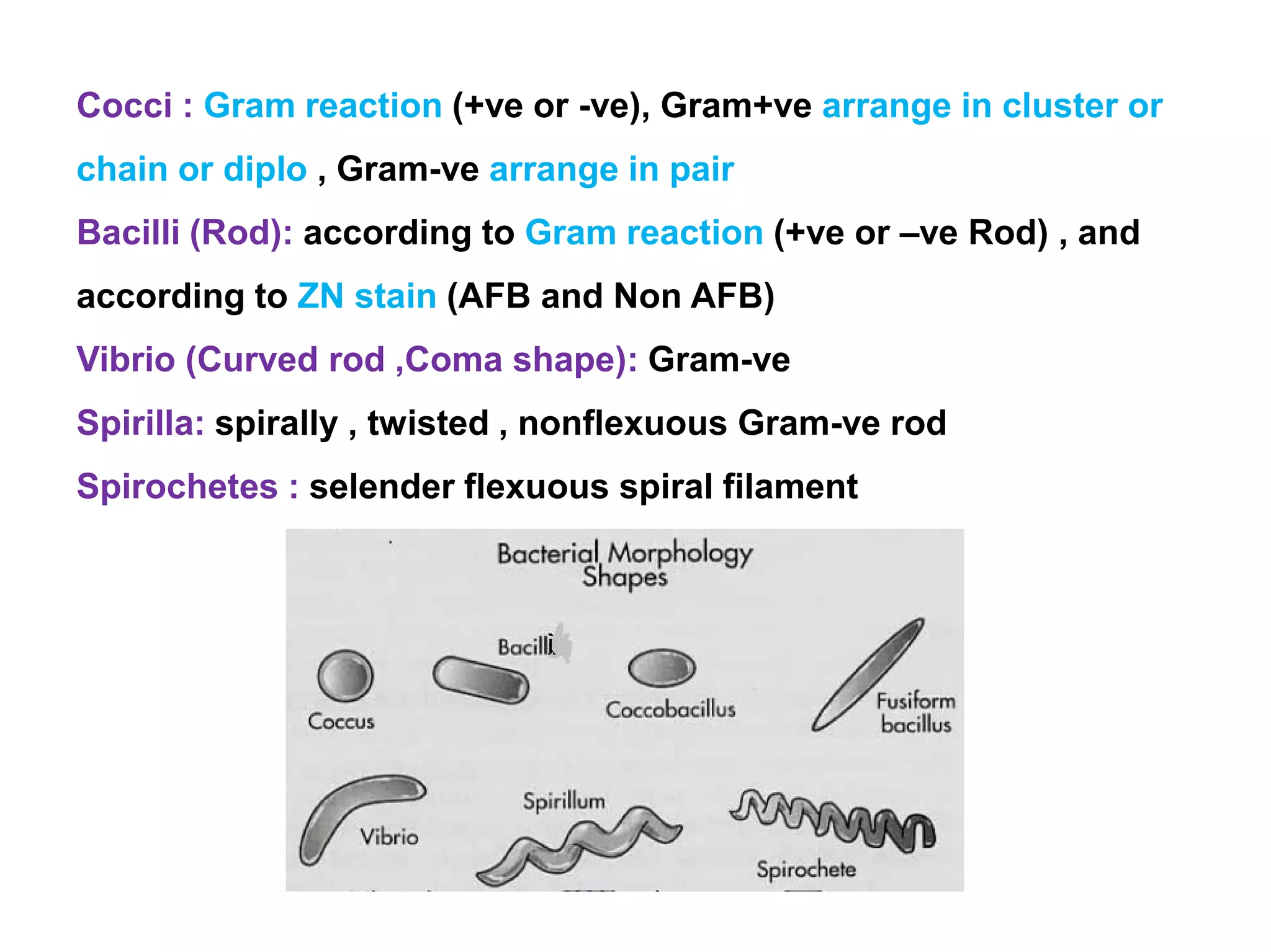 General bacteriology | PDF