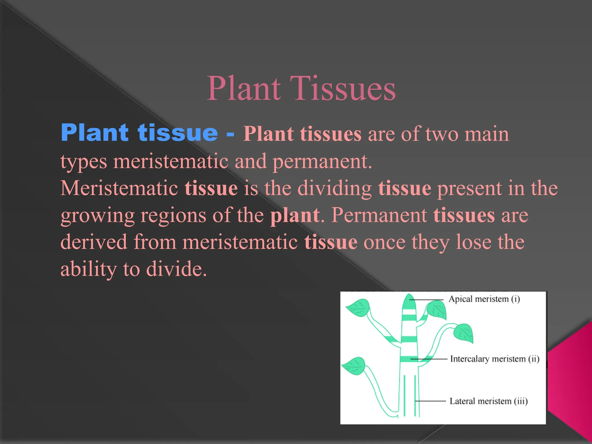 GENERAL BILOGY 1 - BIOLOGY PLANTS TISSUE PORTABLE DOCUMENT FORMAT.pdf