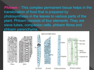 GENERAL BILOGY 1 - BIOLOGY PLANTS TISSUE PORTABLE DOCUMENT FORMAT.pdf