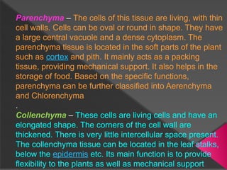 GENERAL BILOGY 1 - BIOLOGY PLANTS TISSUE PORTABLE DOCUMENT FORMAT.pdf