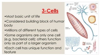 organization of human body-General Biology-L2.pdf
