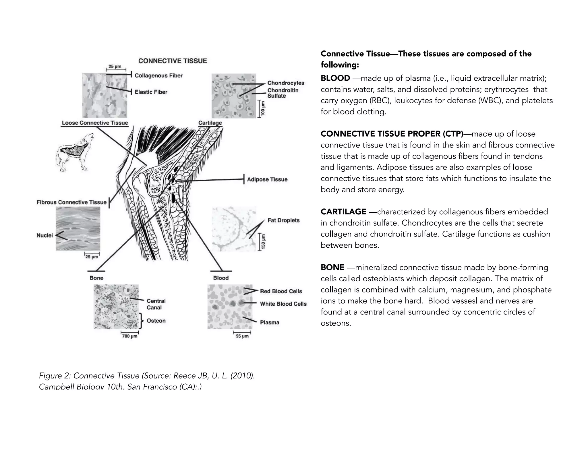 General Biology 1.pdf
