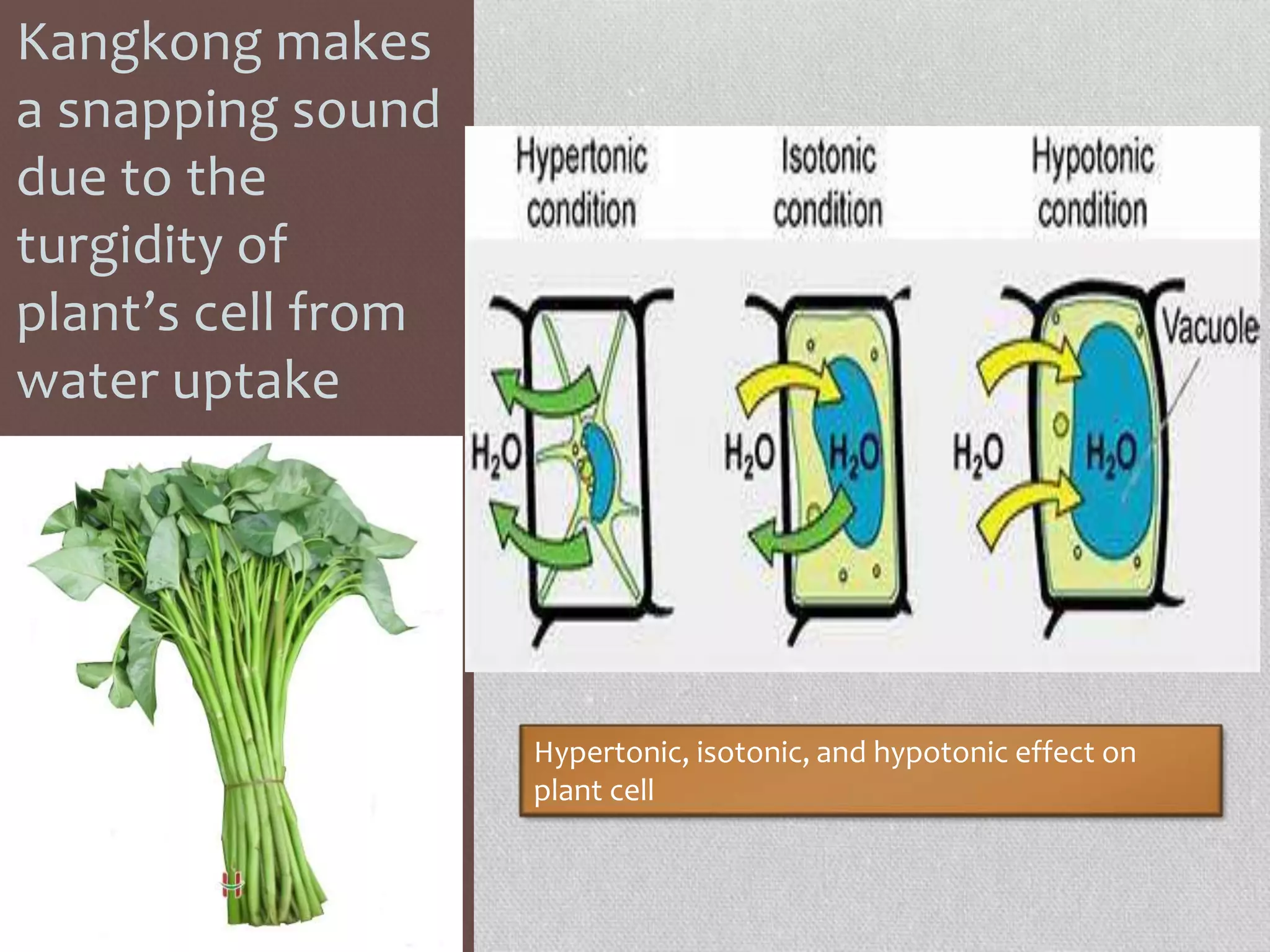 General biology 2 Organismal Biology | PPTX