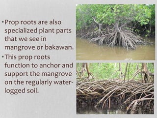 General biology 2 Organismal Biology | PPTX