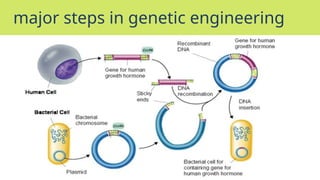 12-General Biology 2-Genetic Engineering | PPTX