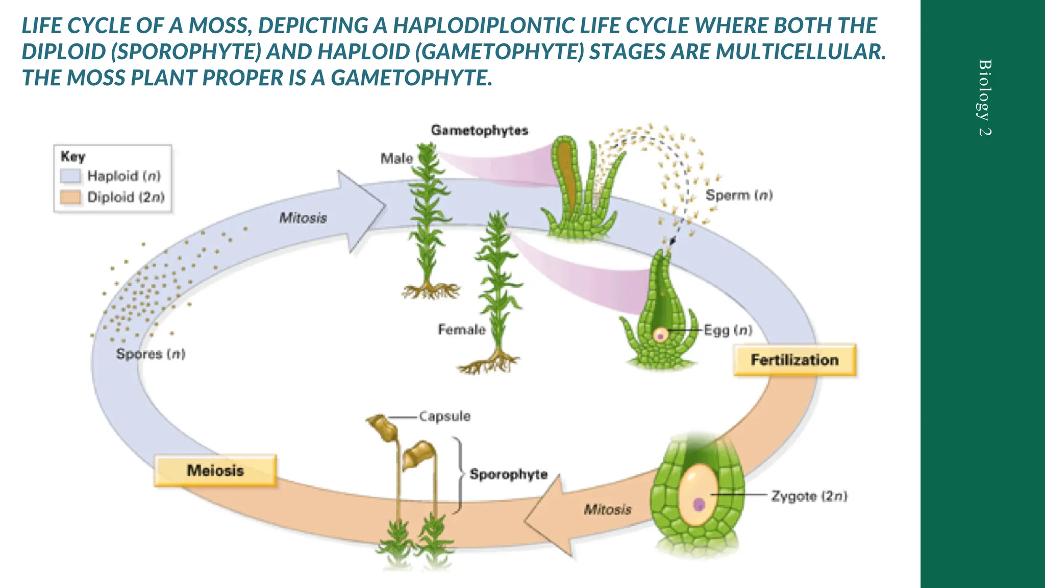 General Biology Lesson 10 Compare and Contrast Process in Plants and ...