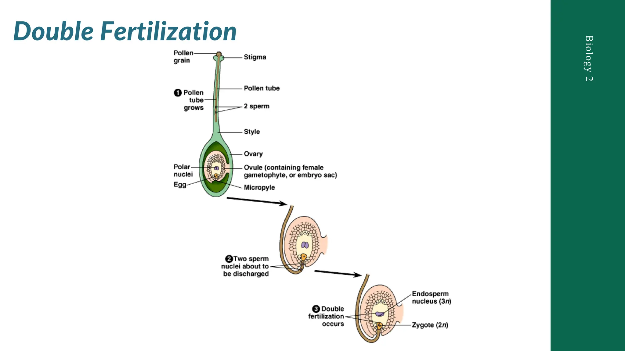 General Biology Lesson 10 Compare and Contrast Process in Plants and ...