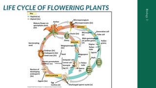 General Biology Lesson 10 Compare and Contrast Process in Plants and ...
