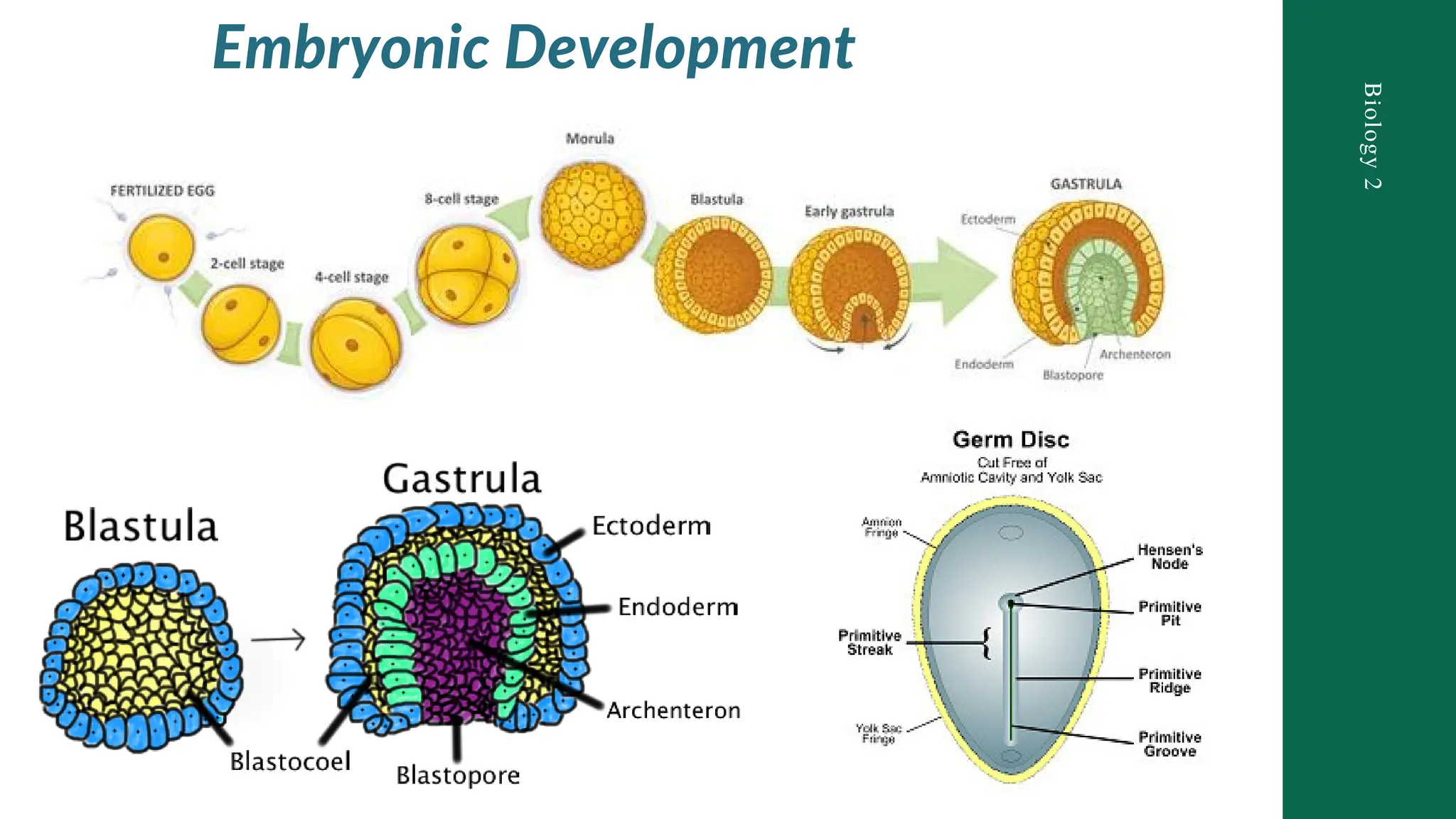 General Biology Lesson 9 Compare and Contrast Process in Plants and ...