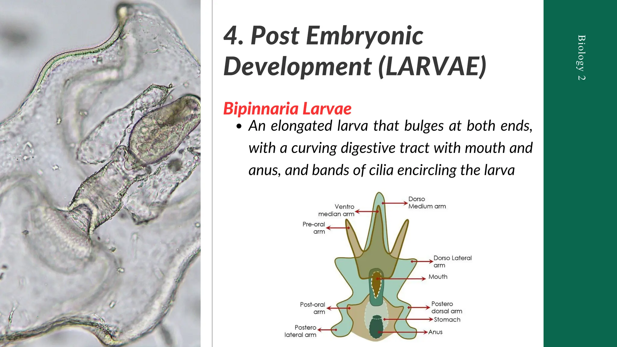 General Biology Lesson 9 Compare and Contrast Process in Plants and ...