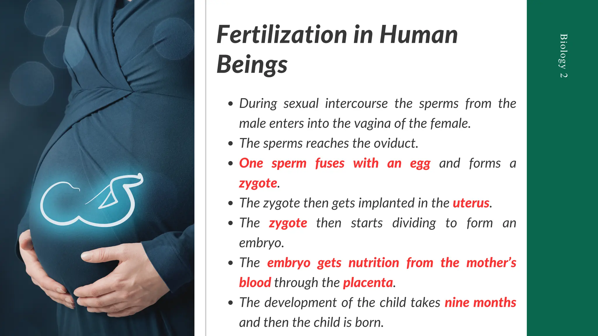 General Biology Lesson 9 Compare and Contrast Process in Plants and ...