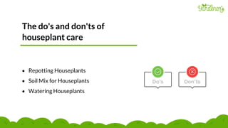General Care of Houseplants Presentation | PDF