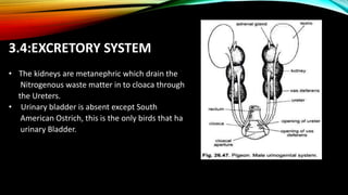 General Characteristic of Birds | PPTX