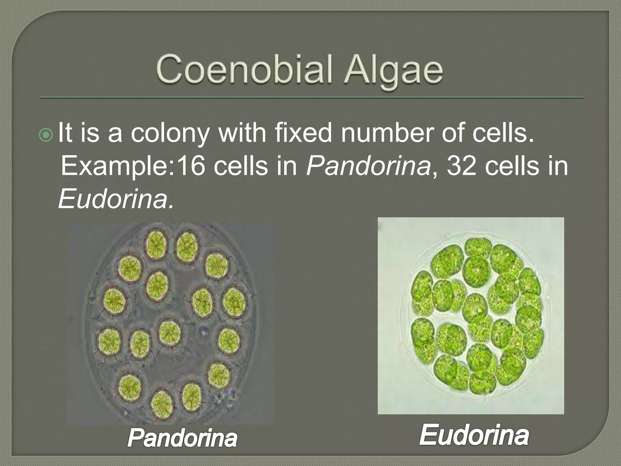 General characteristics of algae | PPTX
