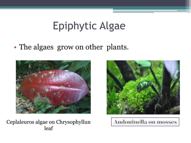 General characteristics of algae | PPTX