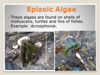 General characteristics of algae | PPTX